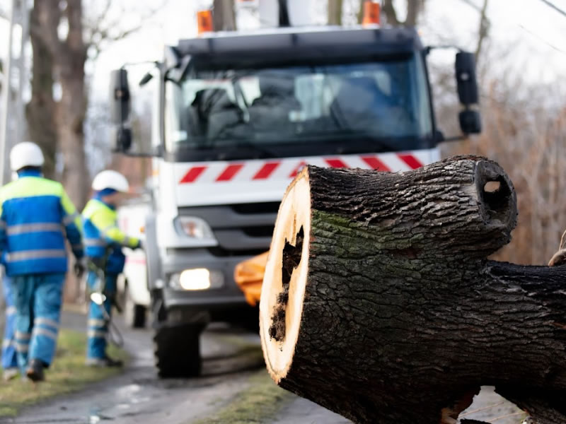 Marketing for Tree Removal Companies - COSMarketing Agency